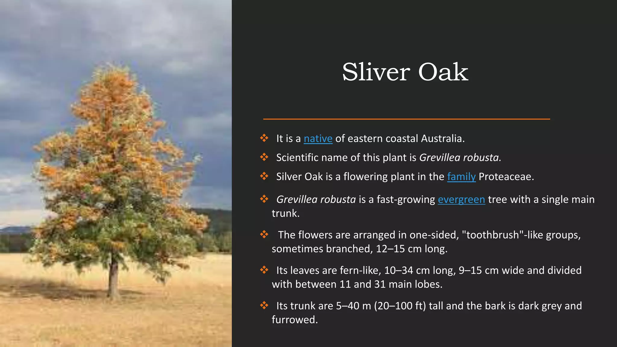 Sliver oak importance and major diseases | PPTX
