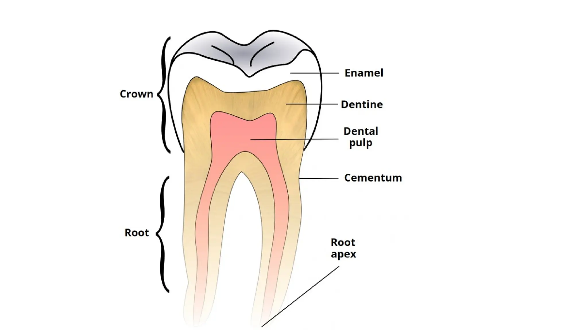 Slivery Glands and Lacrimal Apparatus t^0p.pptx