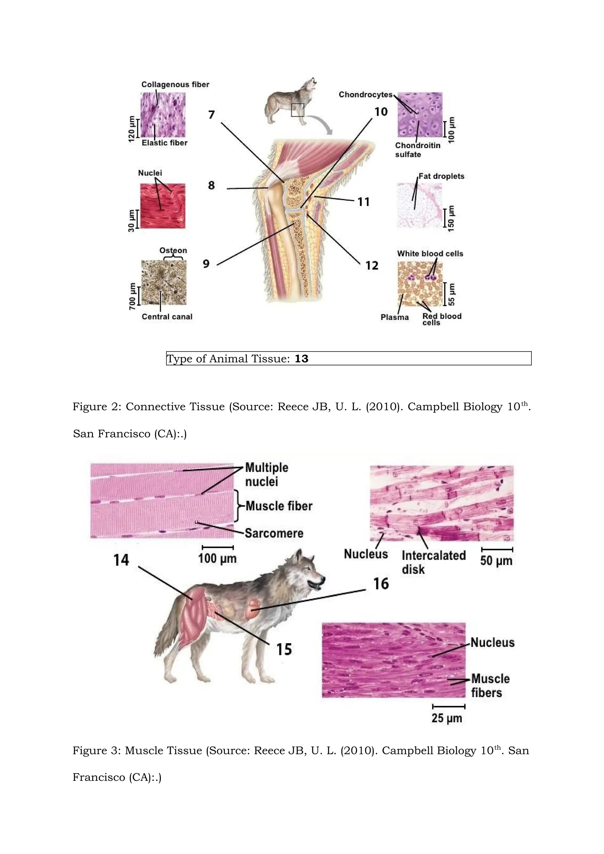 SLM-General-Biology-Animal-Tissues-SC.docx