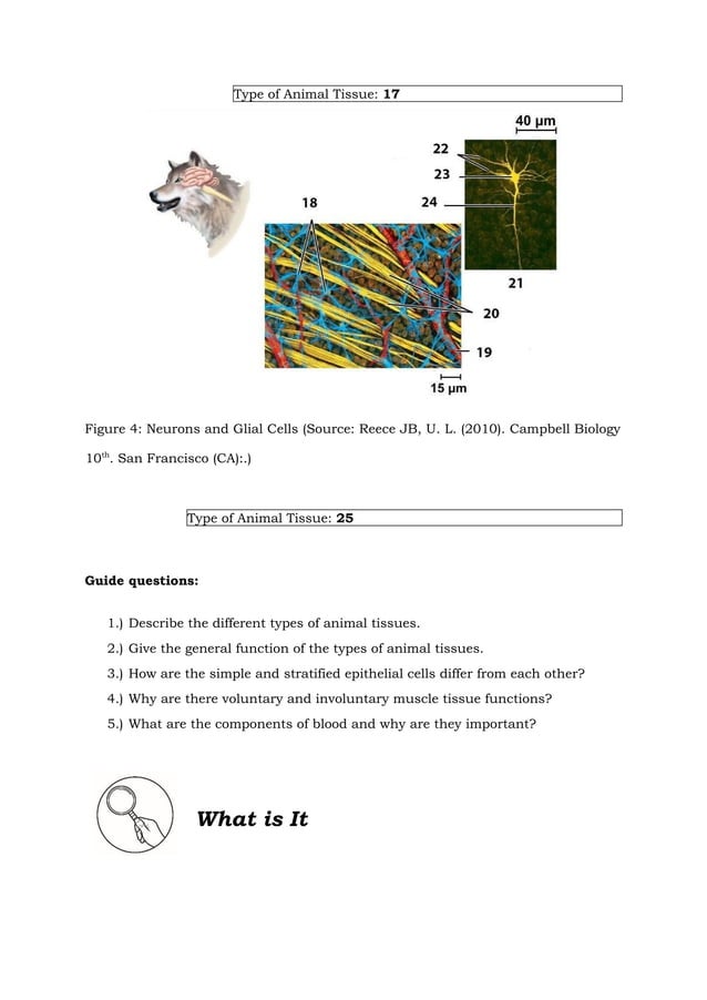 SLM-General-Biology-Animal-Tissues-SC.docx