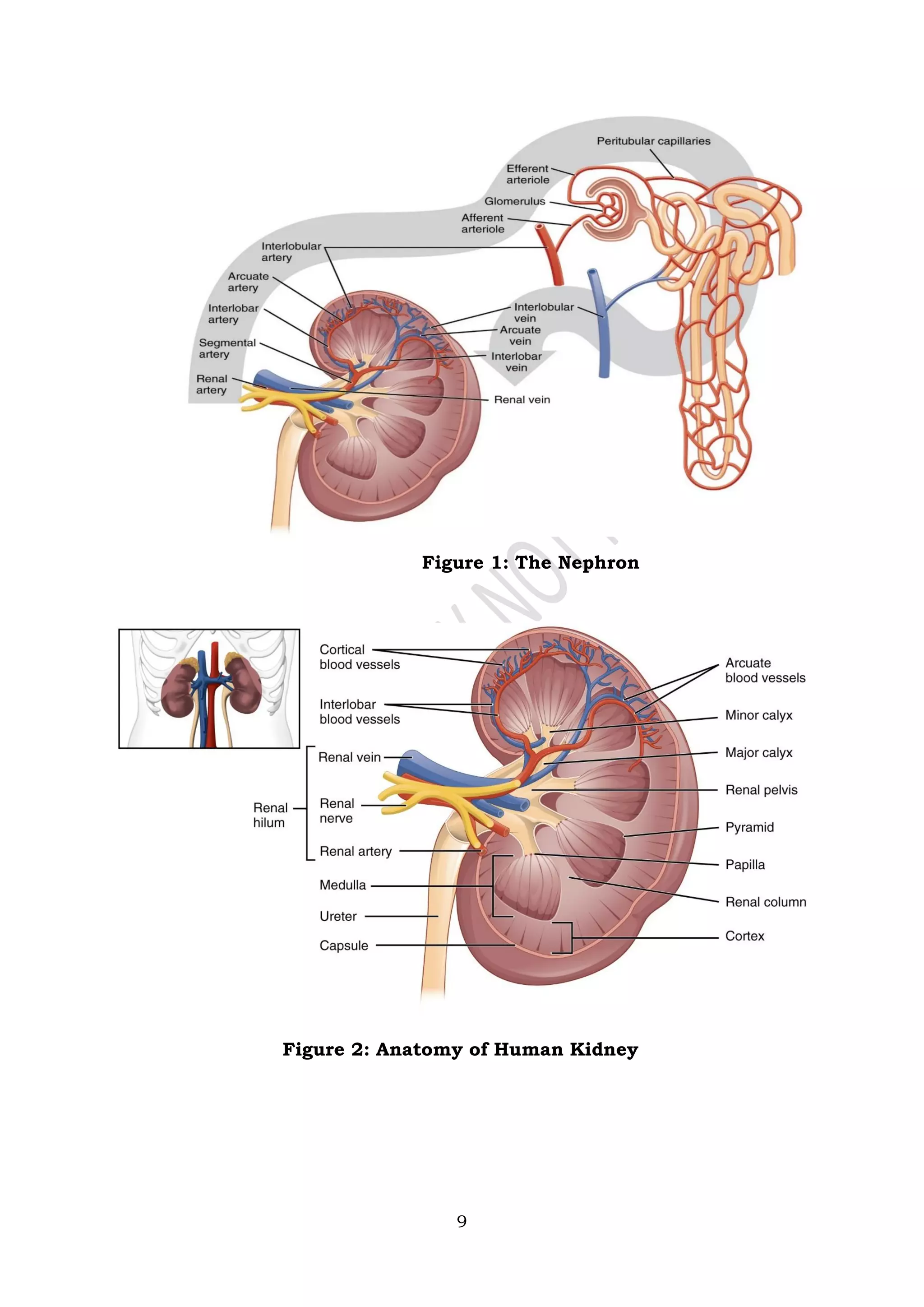 SLM-Regulation-of-Body-Fluids.pdf