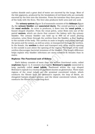 SLM-Regulation-of-Body-Fluids.pdf