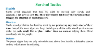 The Fascinating Biology and Behavior of the Sloth in Natural Habitats ...