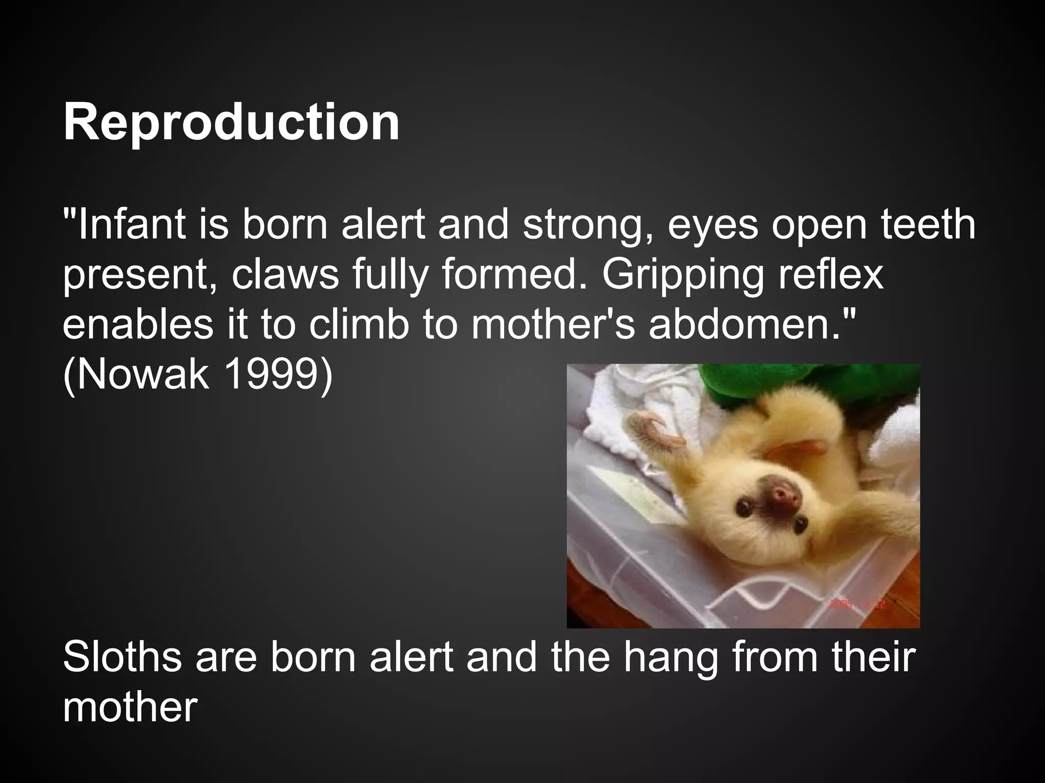 Sloth checkpoint 3 | PDF