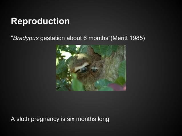 Sloth checkpoint 3 | PPT