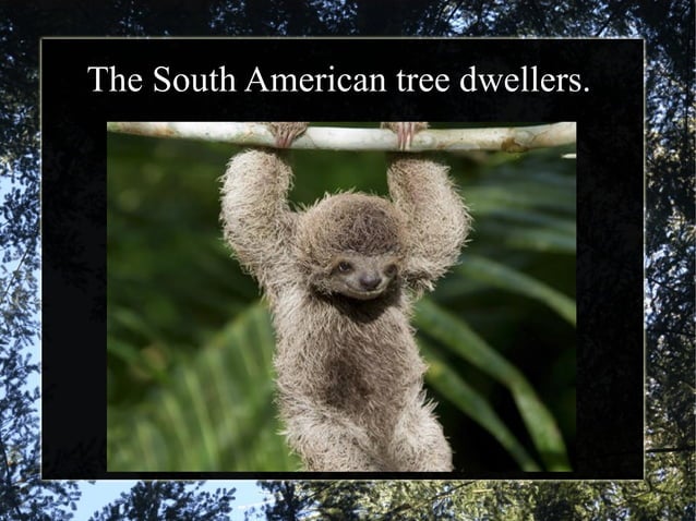 Sloth ppt | PPT