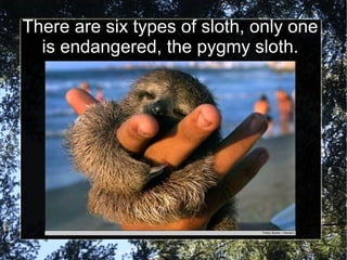 Sloth ppt | ODP | Zoos & Aquariums | Attractions