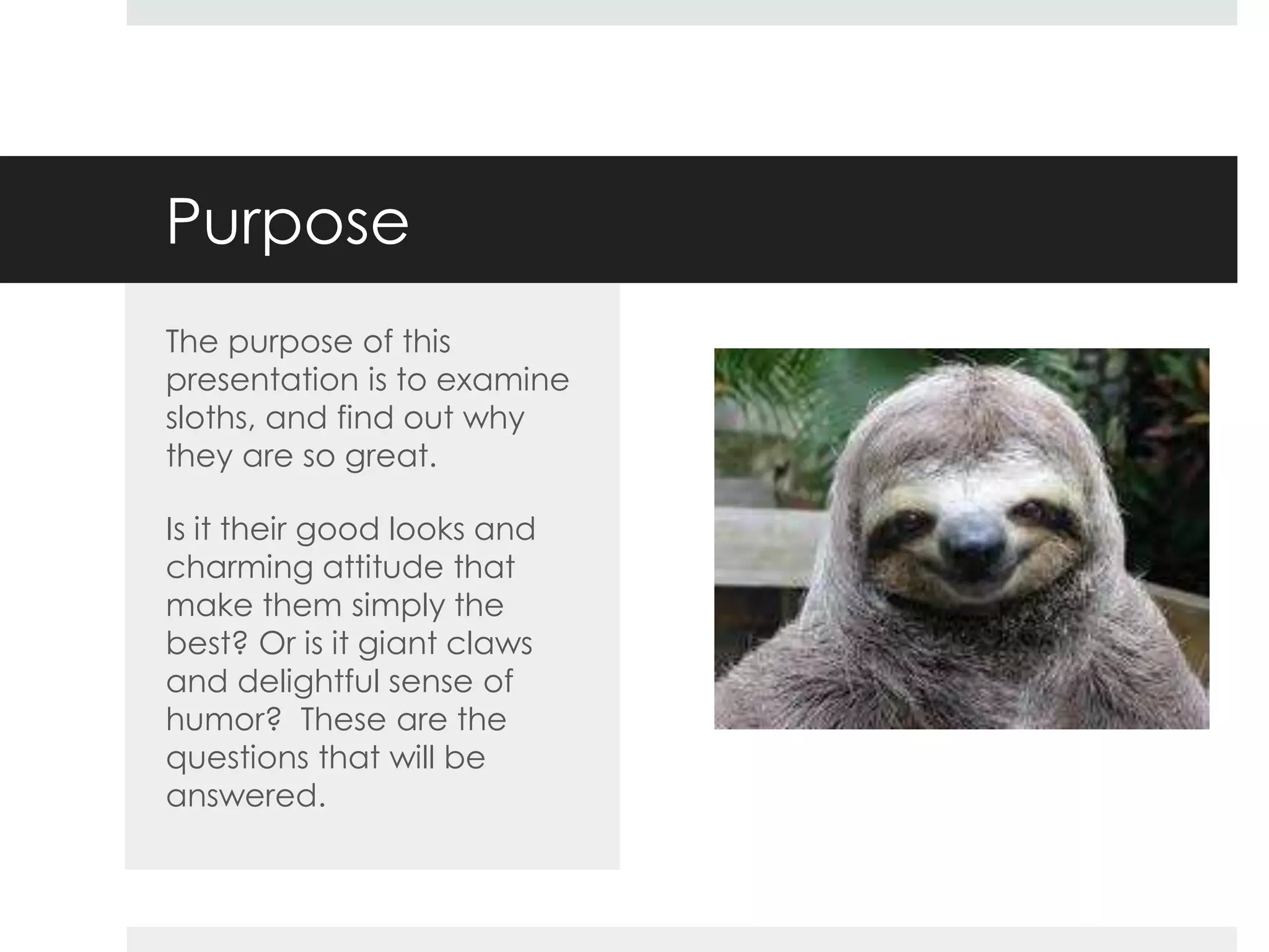 Sloth presentation | PPTX