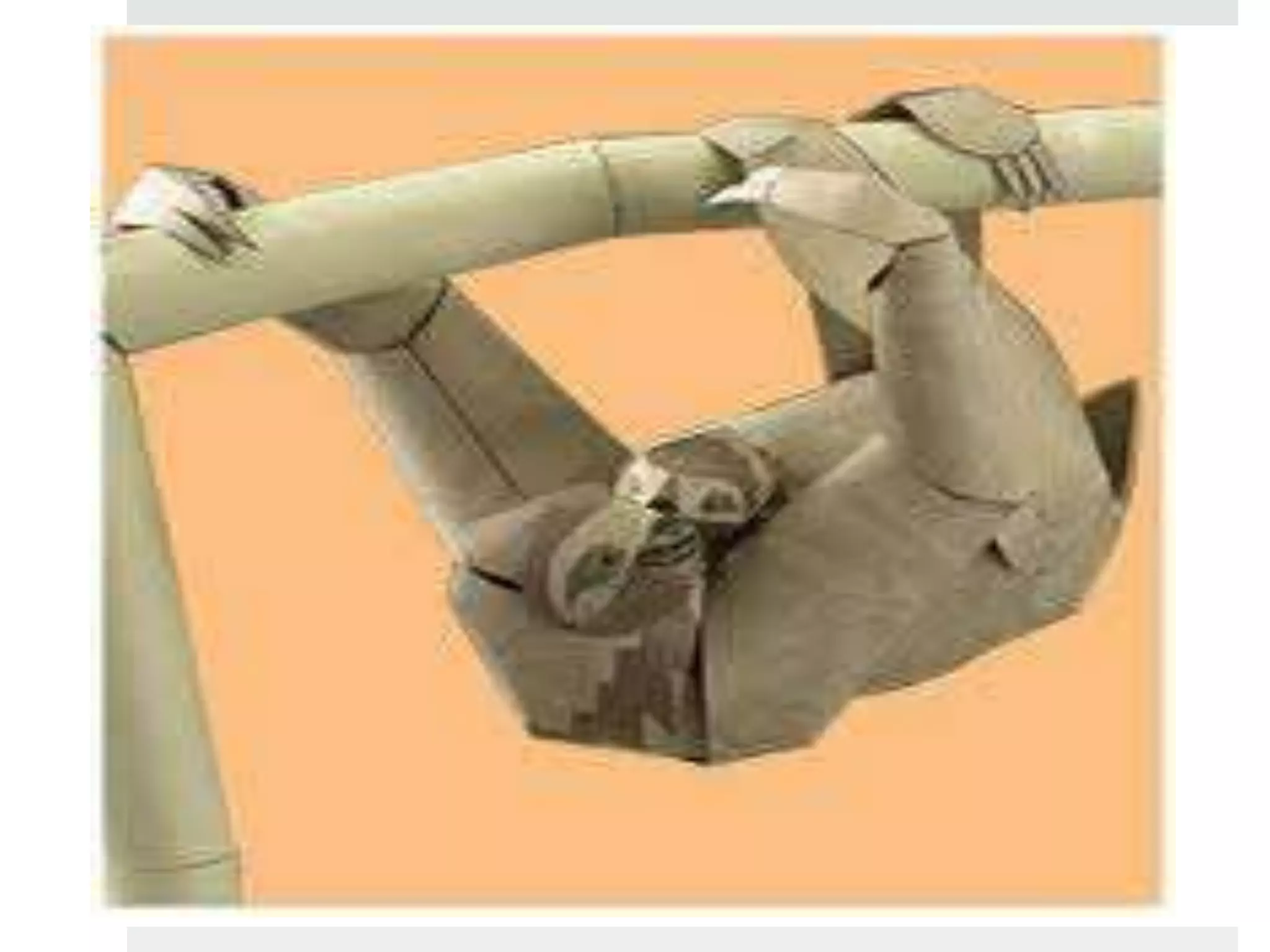 Sloth presentation | PPTX