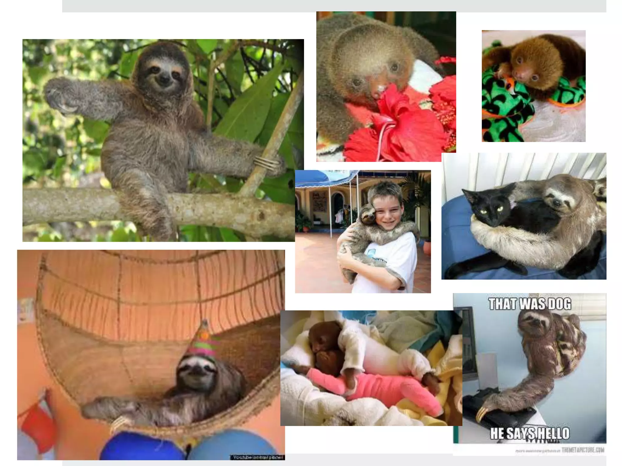 Sloth presentation | PPTX