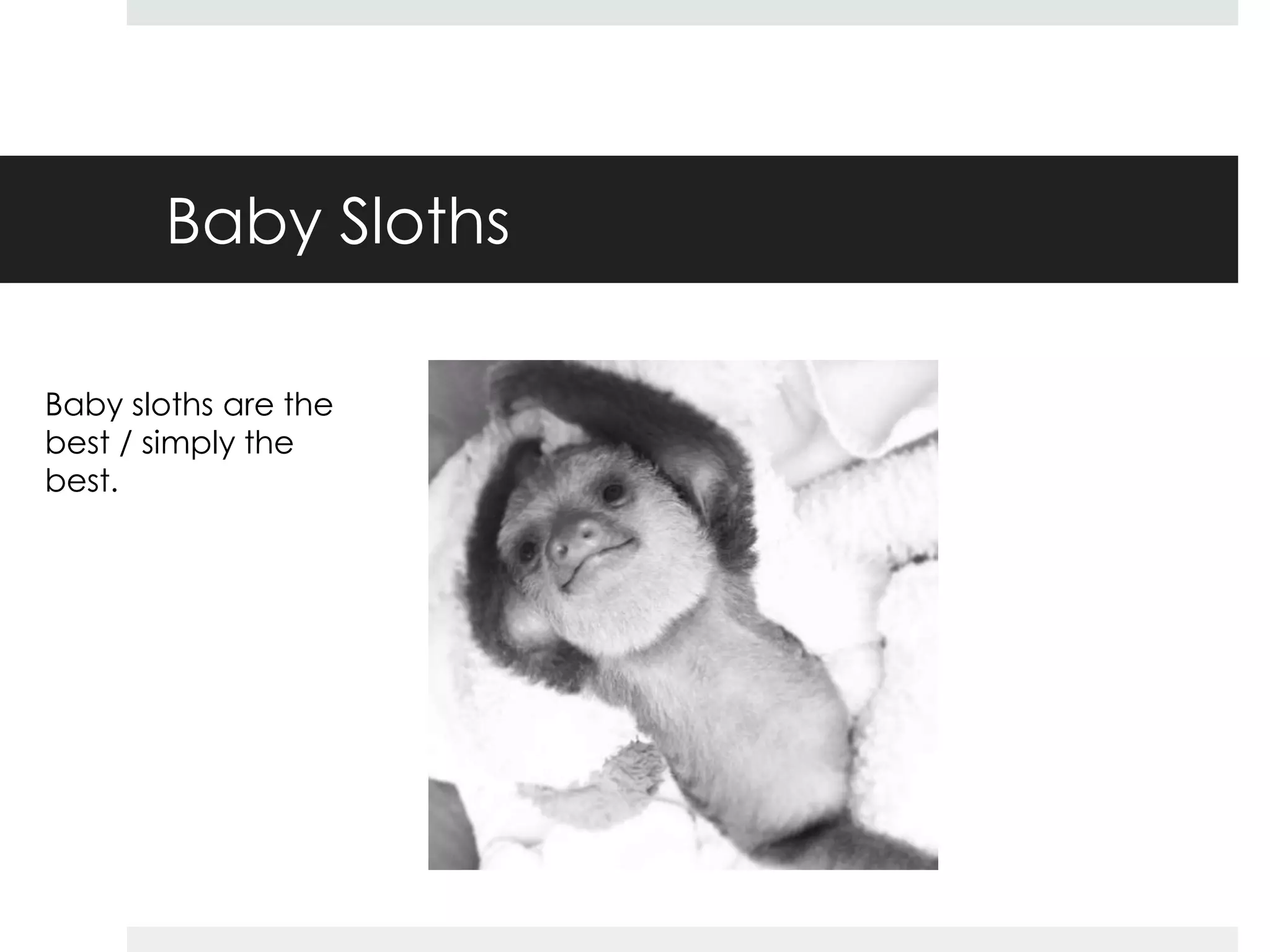 Sloth presentation | PPTX