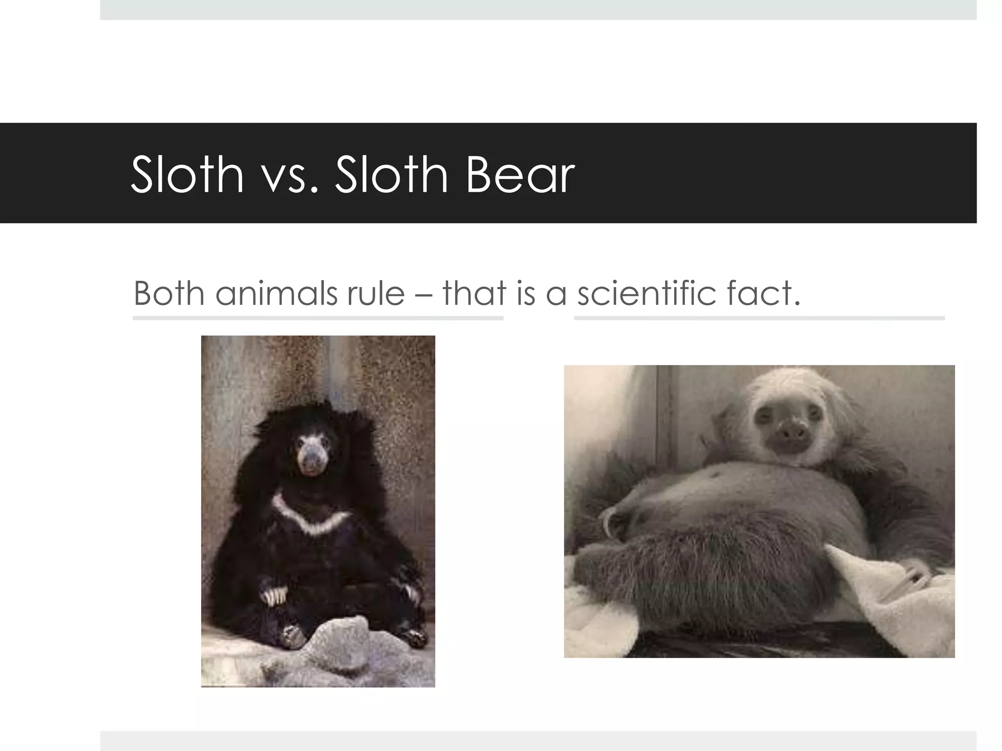 Sloth presentation | PPTX