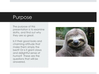 Sloth presentation | PPTX