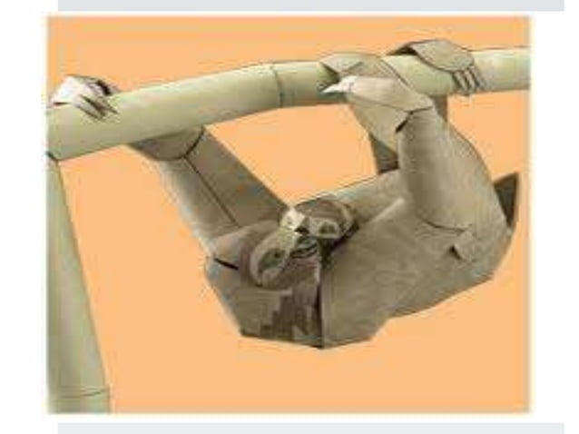 Sloth presentation | PPTX