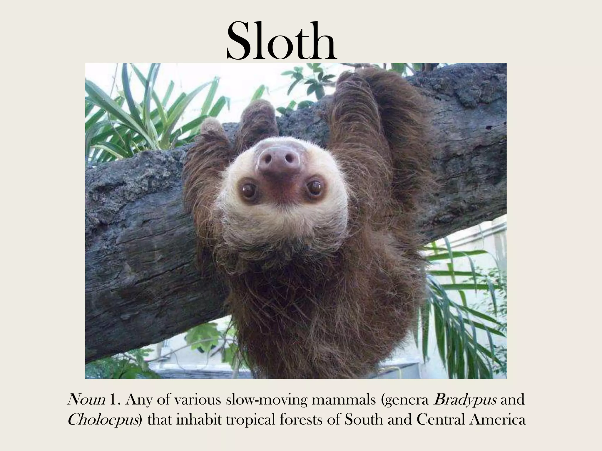 Meghan's Sloth Presentation | PPTX