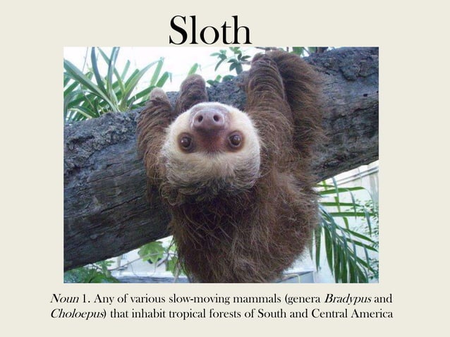 Meghan's Sloth Presentation | PPTX