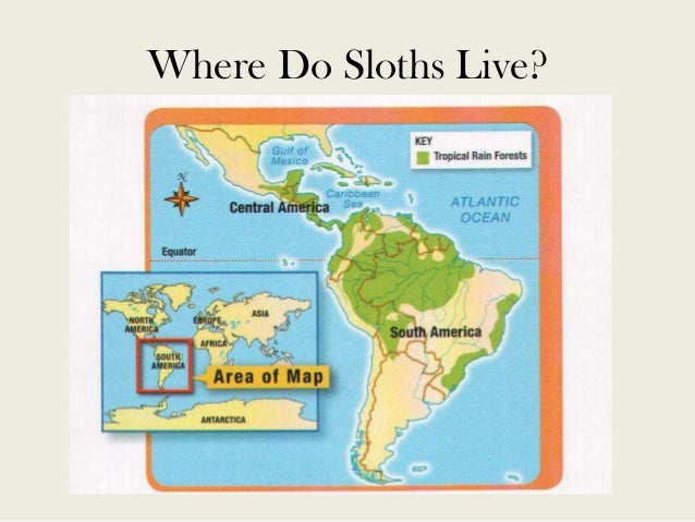 Meghans Sloth Presentation