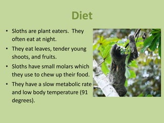 Sloths | PPTX