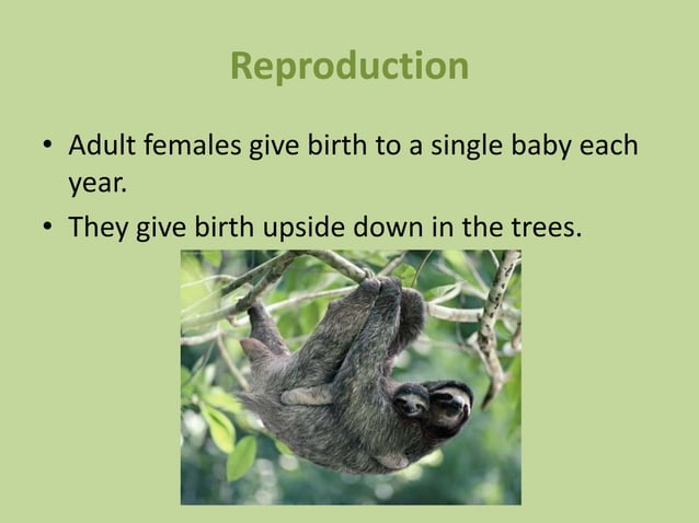 Sloths | PPT