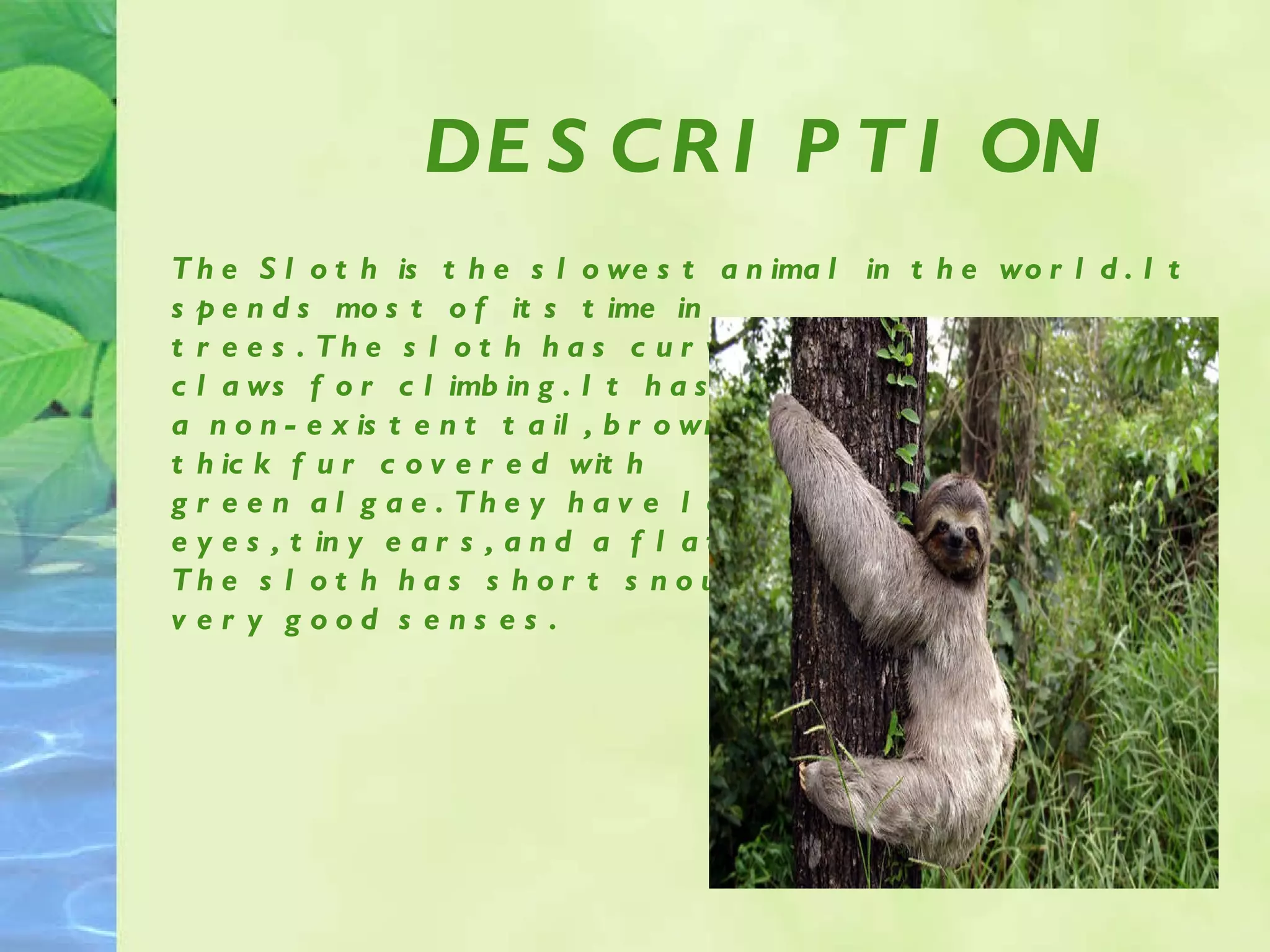 Sloths | PPT