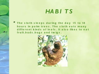 Sloths | PPT