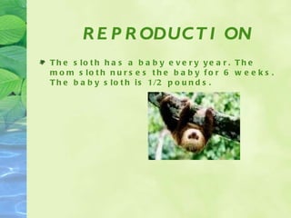 Sloths | PPT