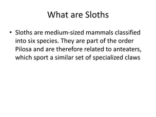 Sloths | PPTX | Reptiles | Pets