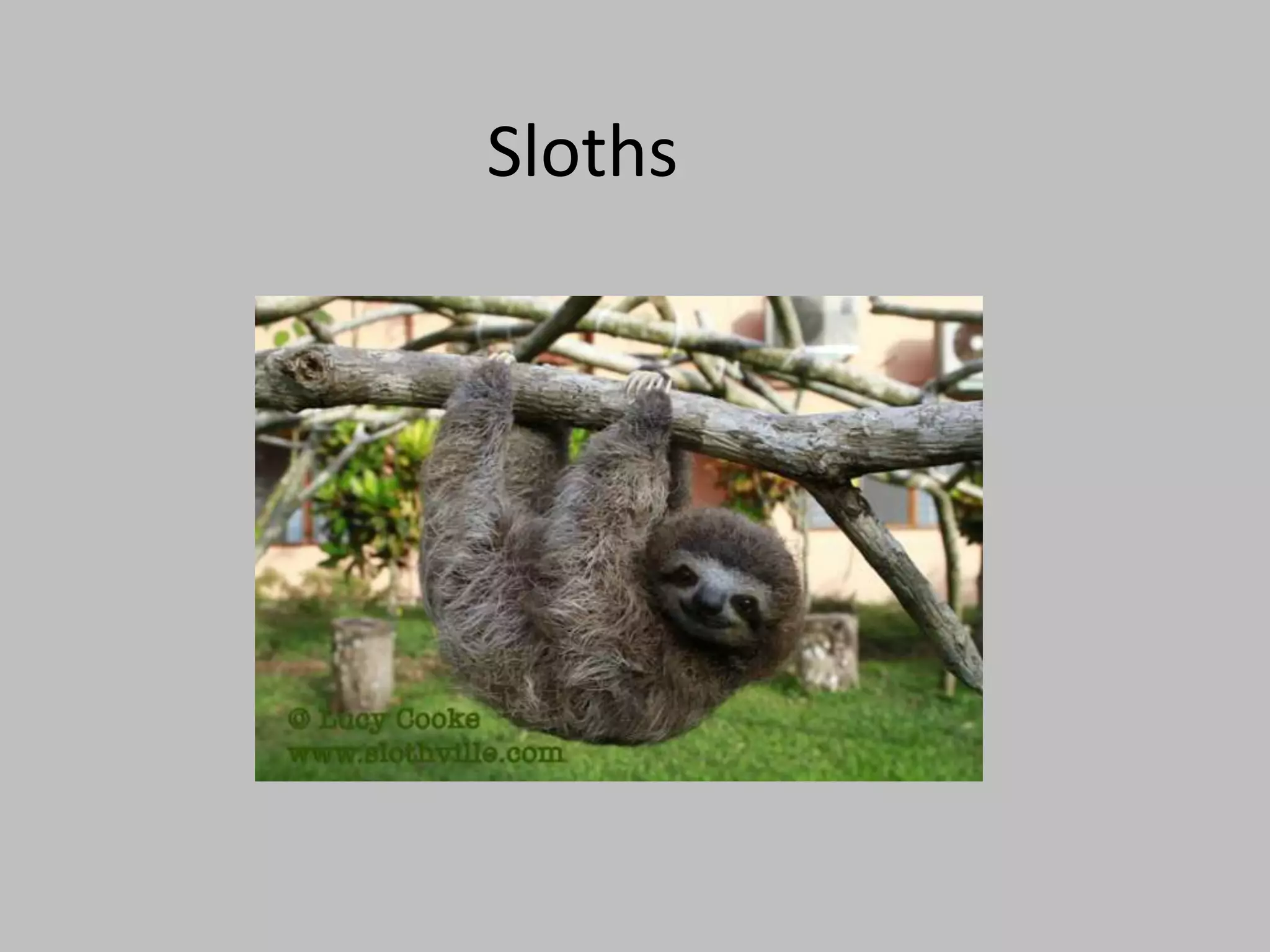 Sloths powerpoint | PPTX
