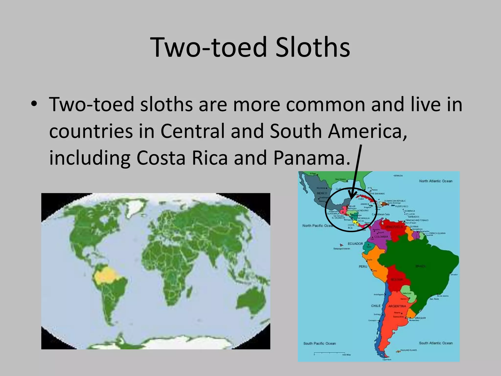 Sloths powerpoint | PPTX
