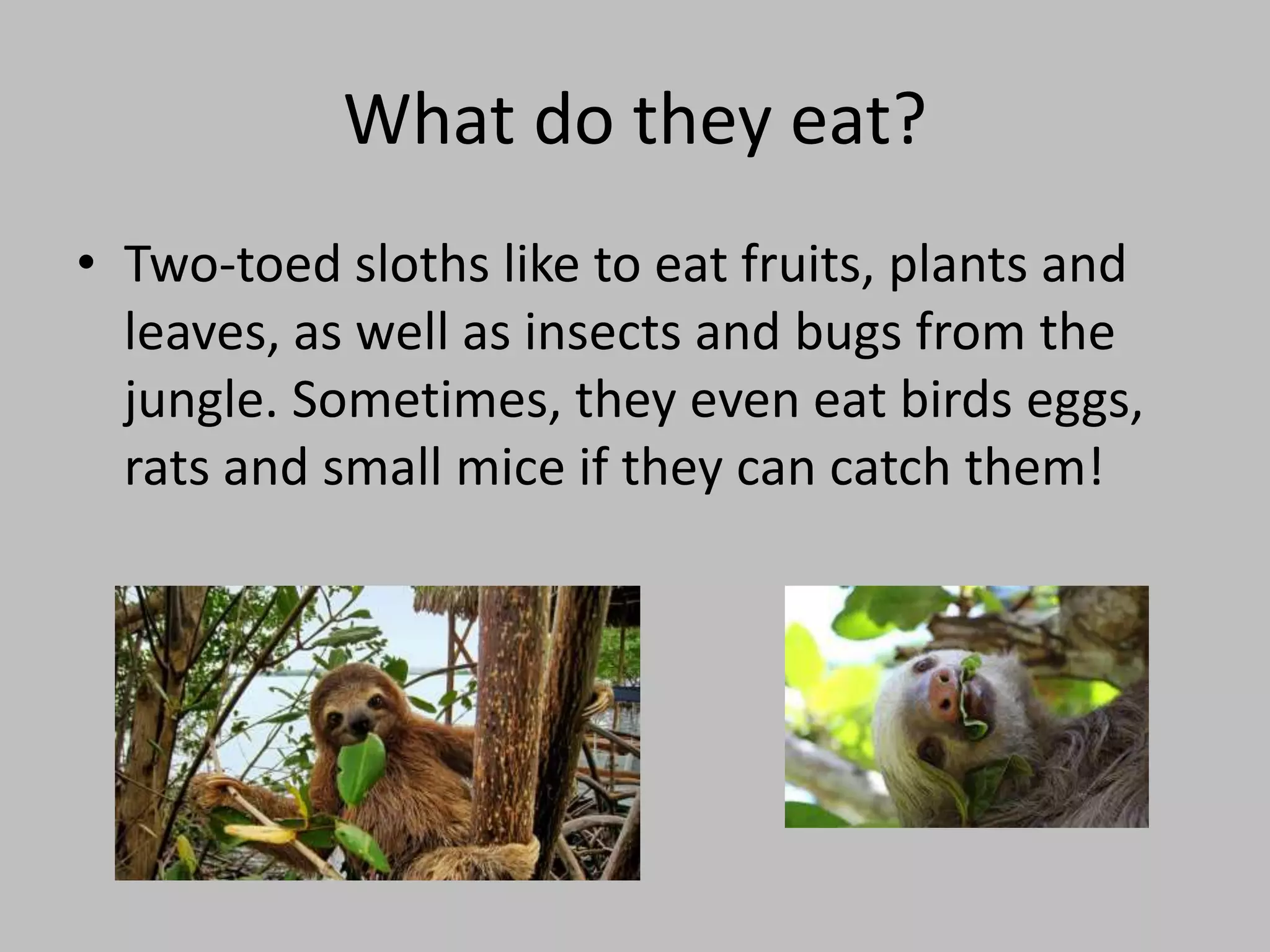 Sloths powerpoint | PPTX