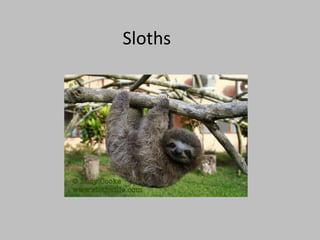 Sloths powerpoint | PPTX