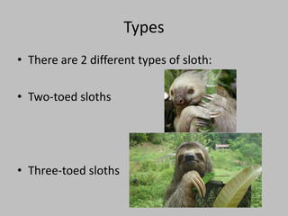 Sloths powerpoint | PPTX