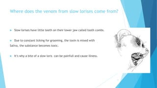 Slow lorises | PPT
