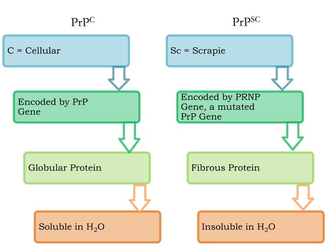 Slow virus disease | PPSX