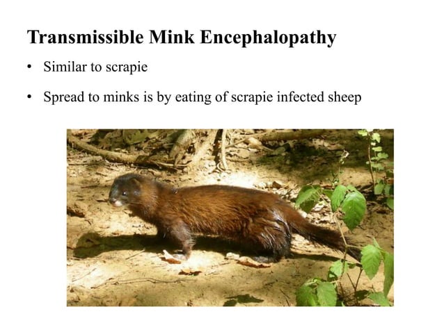 Slow virus disease | PPSX