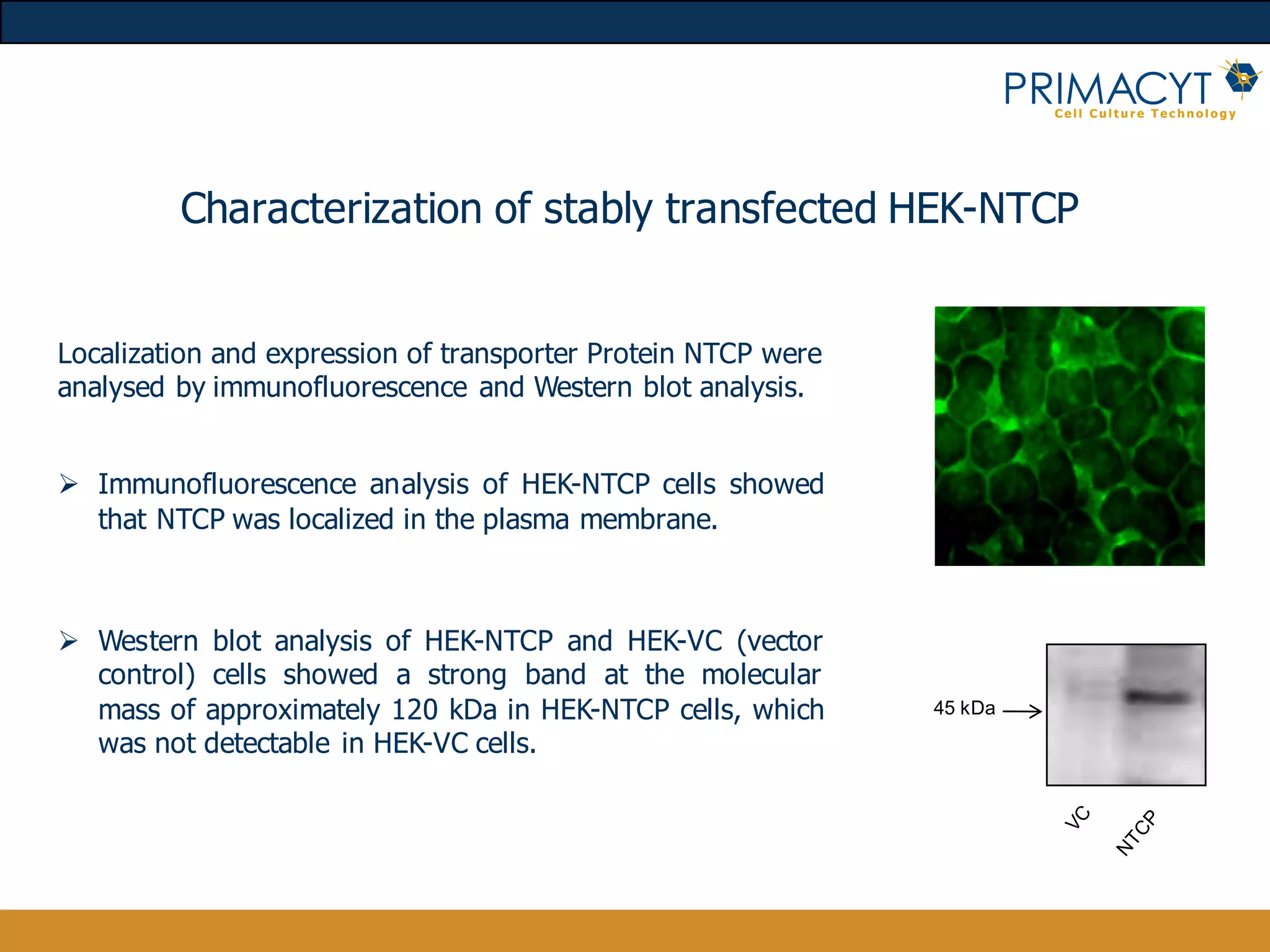 Transporter activity assays. Fluorescent compounds as replacement for ...