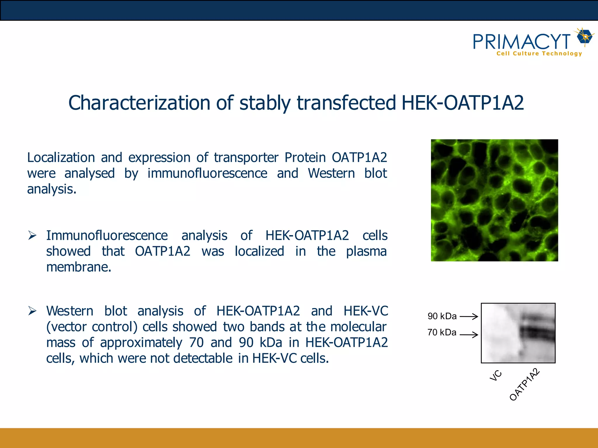 Transporter activity assays. Fluorescent compounds as replacement for ...