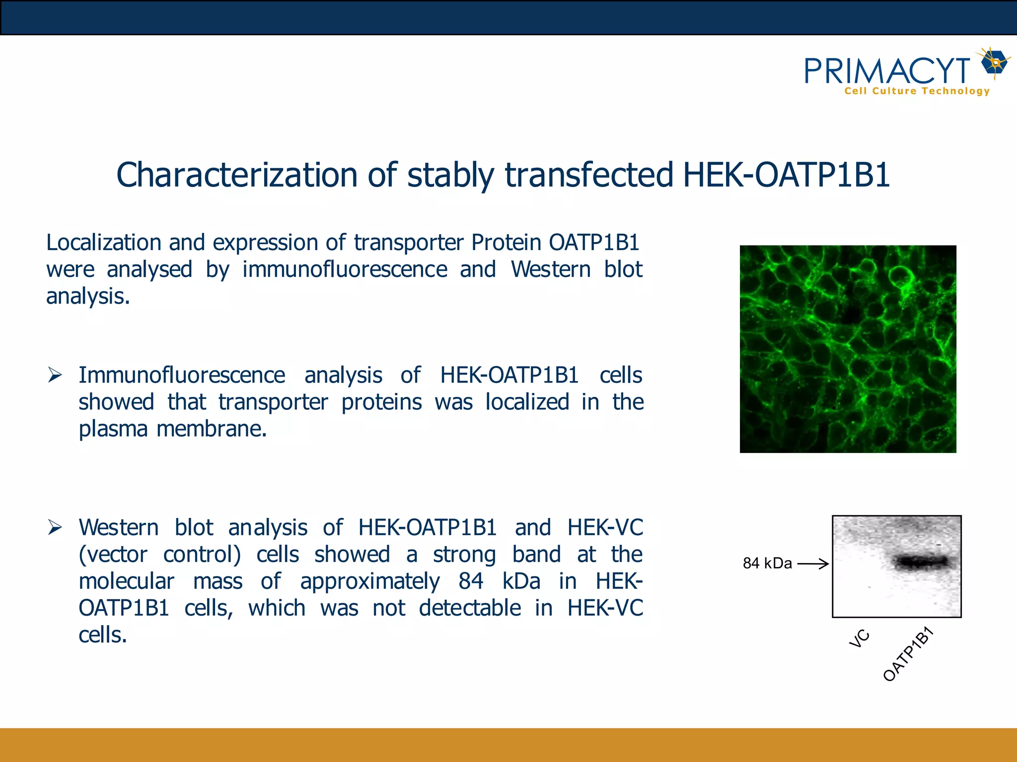 Transporter activity assays. Fluorescent compounds as replacement for ...