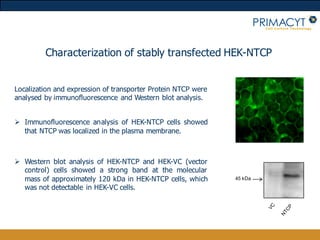 Transporter activity assays. Fluorescent compounds as replacement for ...