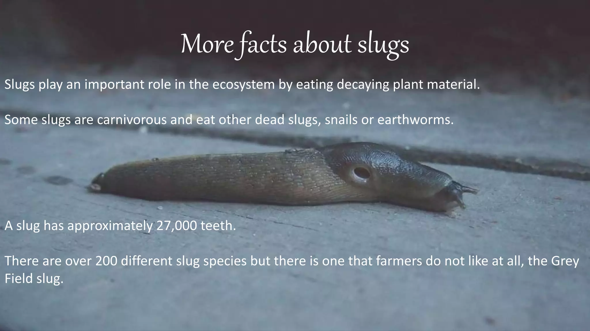 Slug presentation final | PPTX