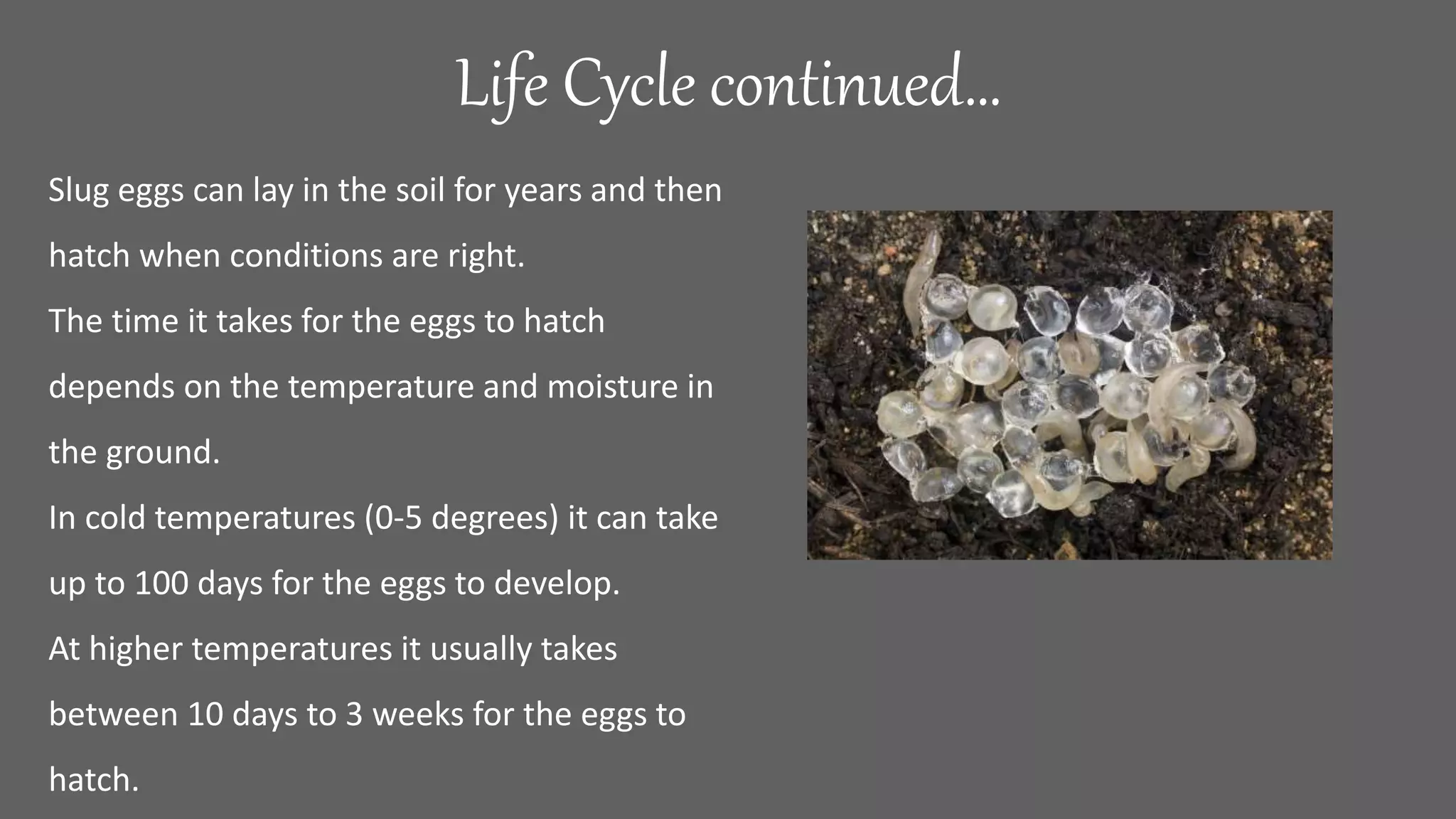 Slug presentation final | PPTX