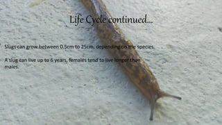 Slug presentation final | PPTX