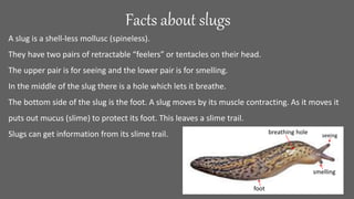 Slug presentation final | PPT