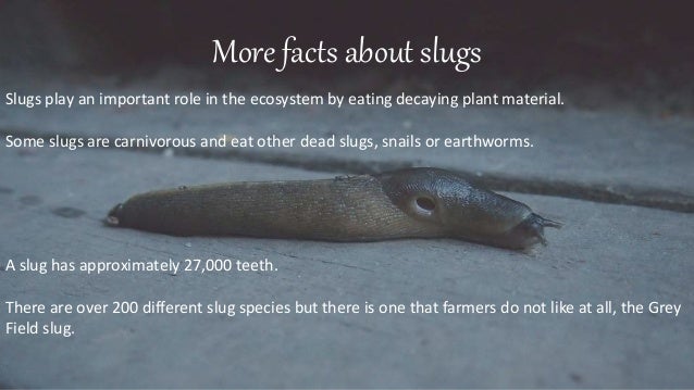 Slugs Information