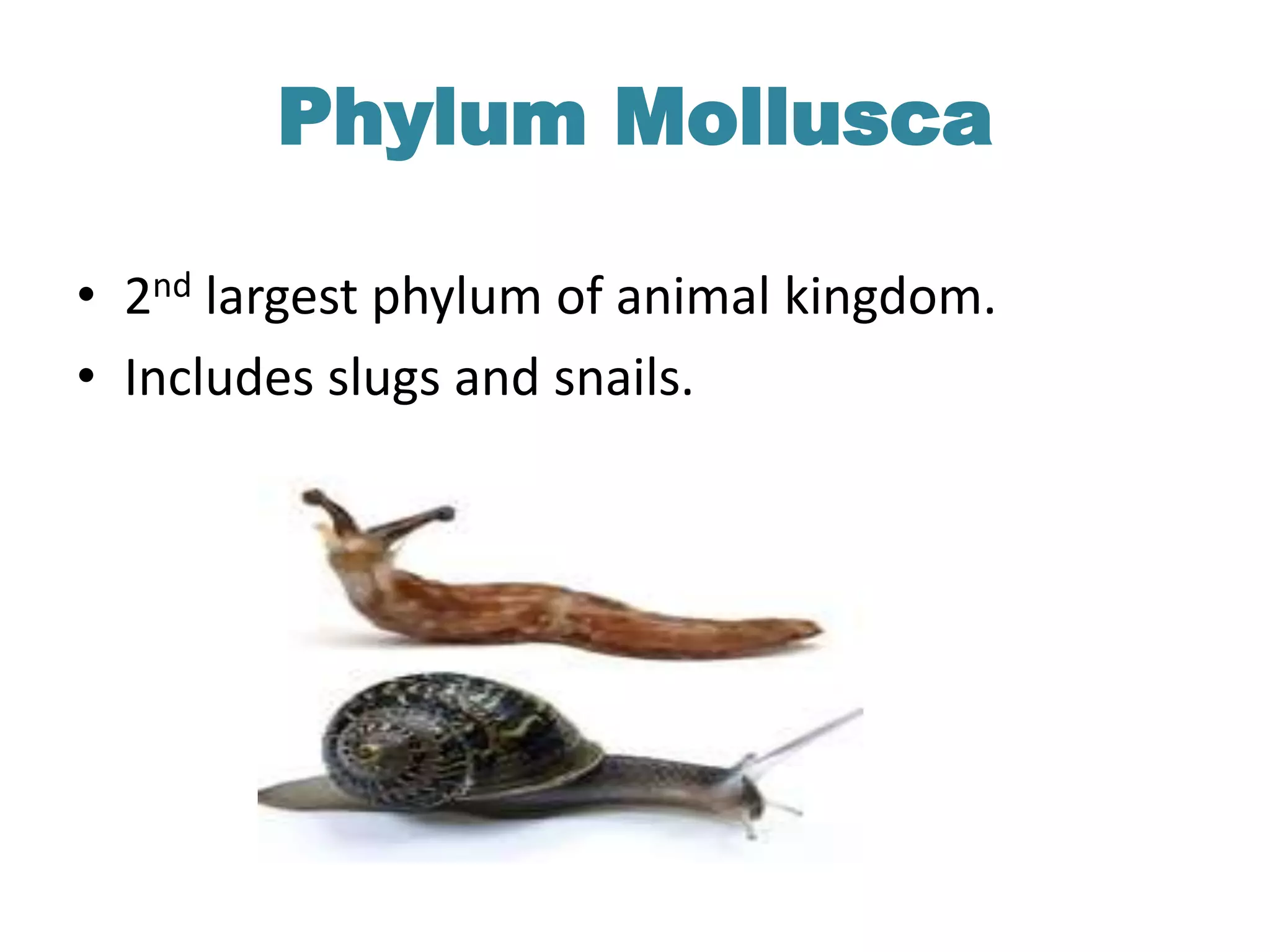 Slugs and snails assignmen tviki | PPTX