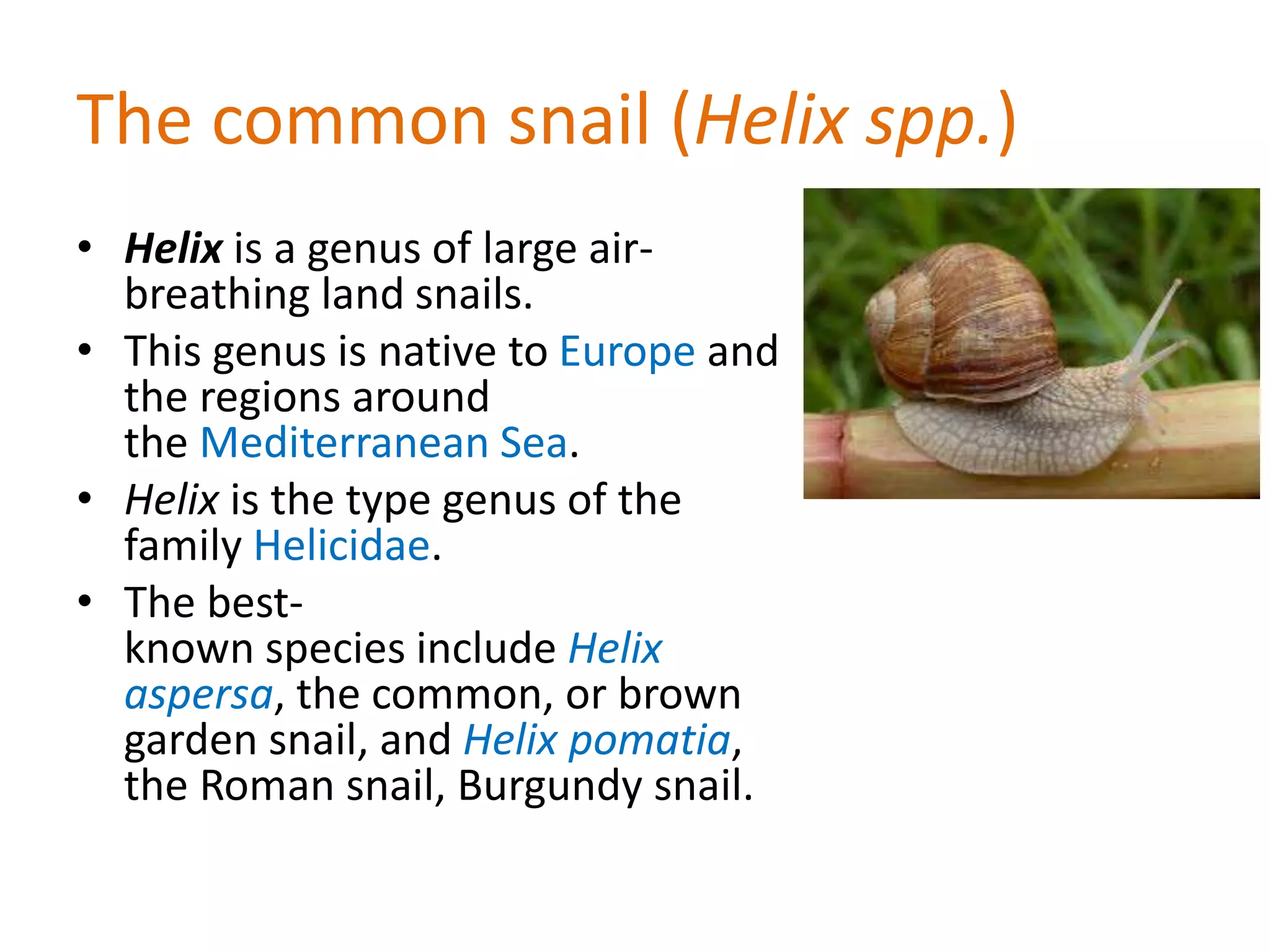 Slugs and snails assignmen tviki | PPTX