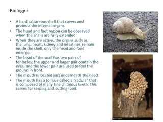 Slugs and snails assignmen tviki | PPTX