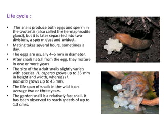 Slugs and snails assignmen tviki | PPTX