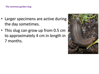 Slugs and snails assignmen tviki | PPTX