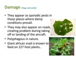 Slugs and snails assignmen tviki | PPTX